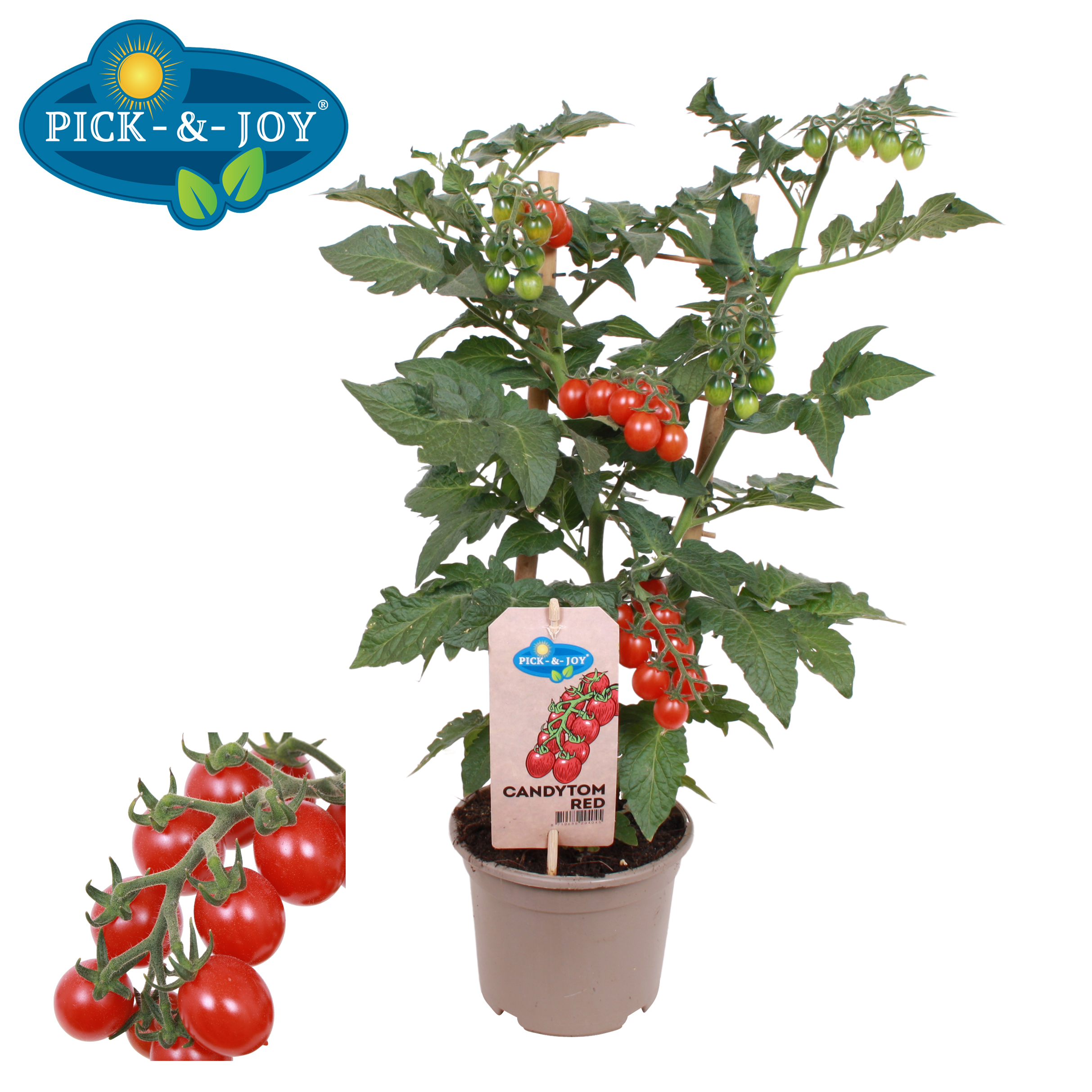 Candytom Red - Vreugdenhil Young Plants