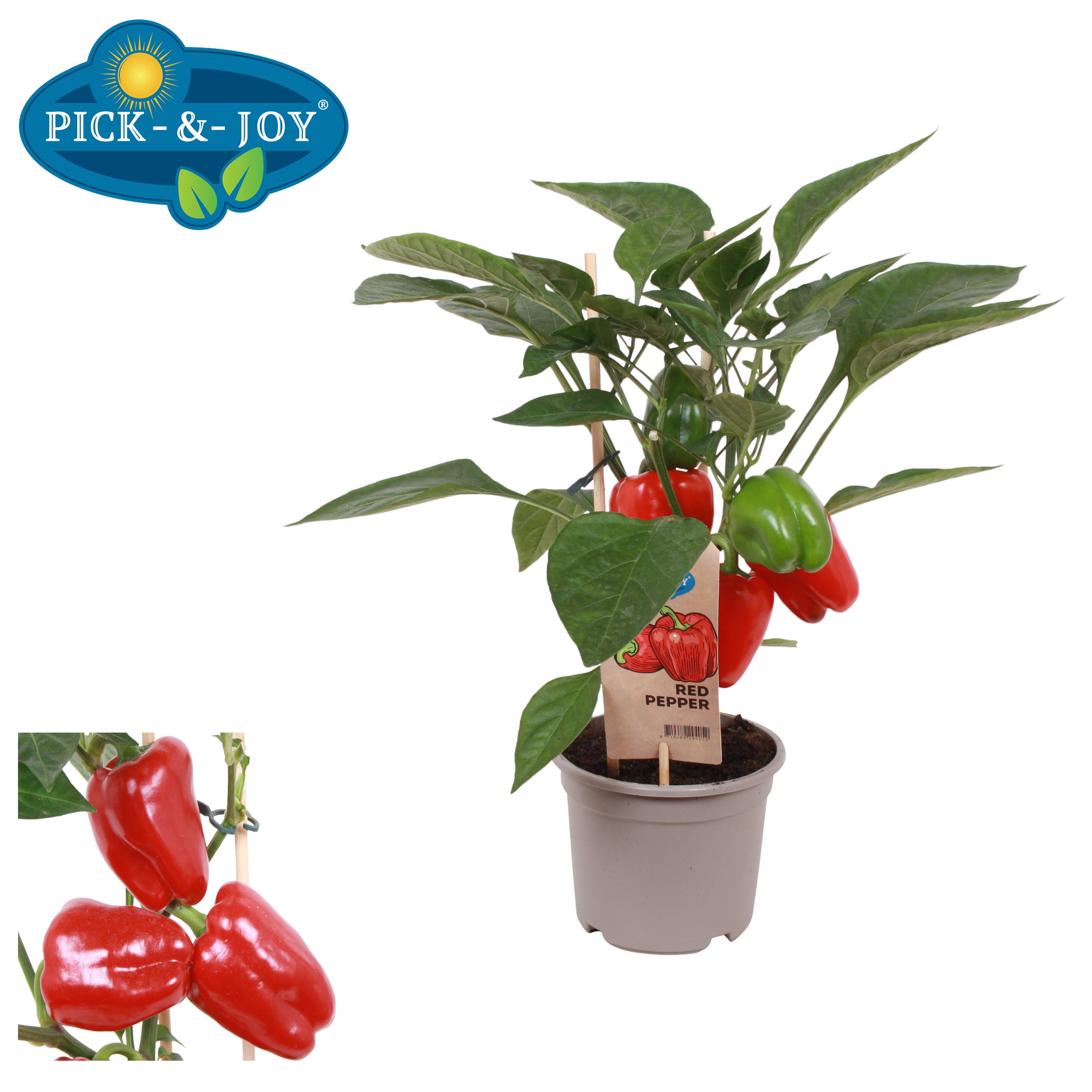 Red Pepper - Vreugdenhil Young Plants