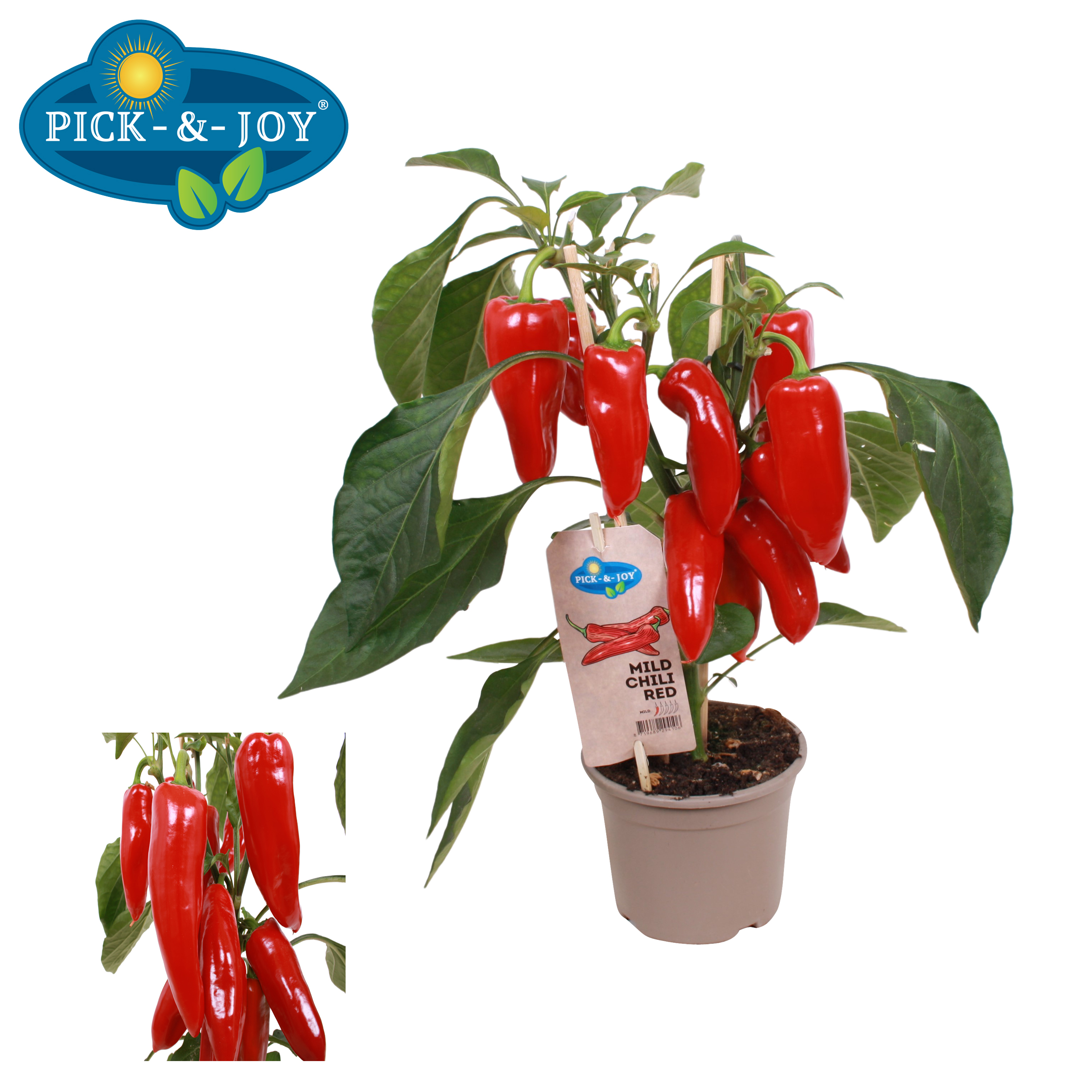 Mild Chili - Vreugdenhil Young Plants