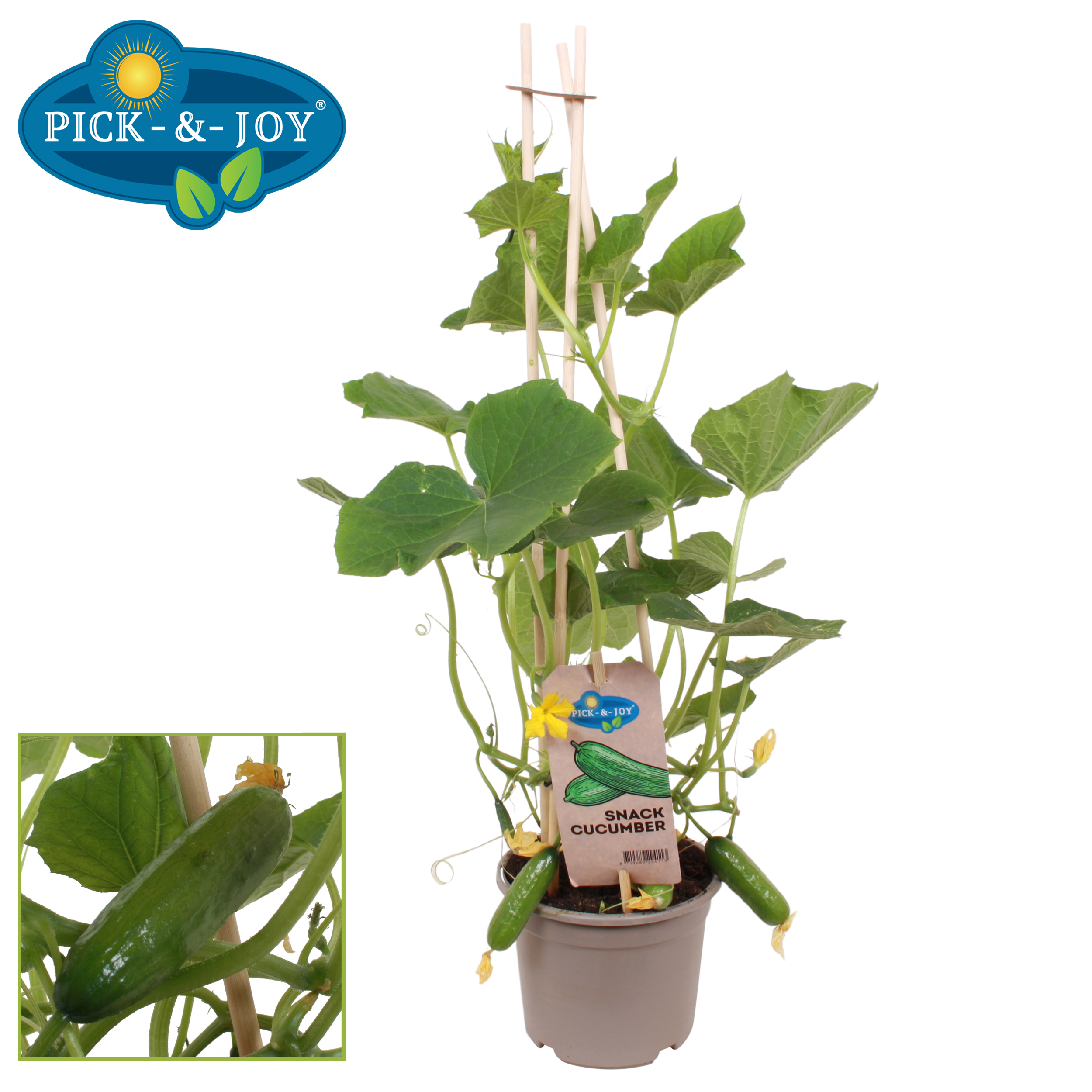 Snack Cucumber - Vreugdenhil Young Plants