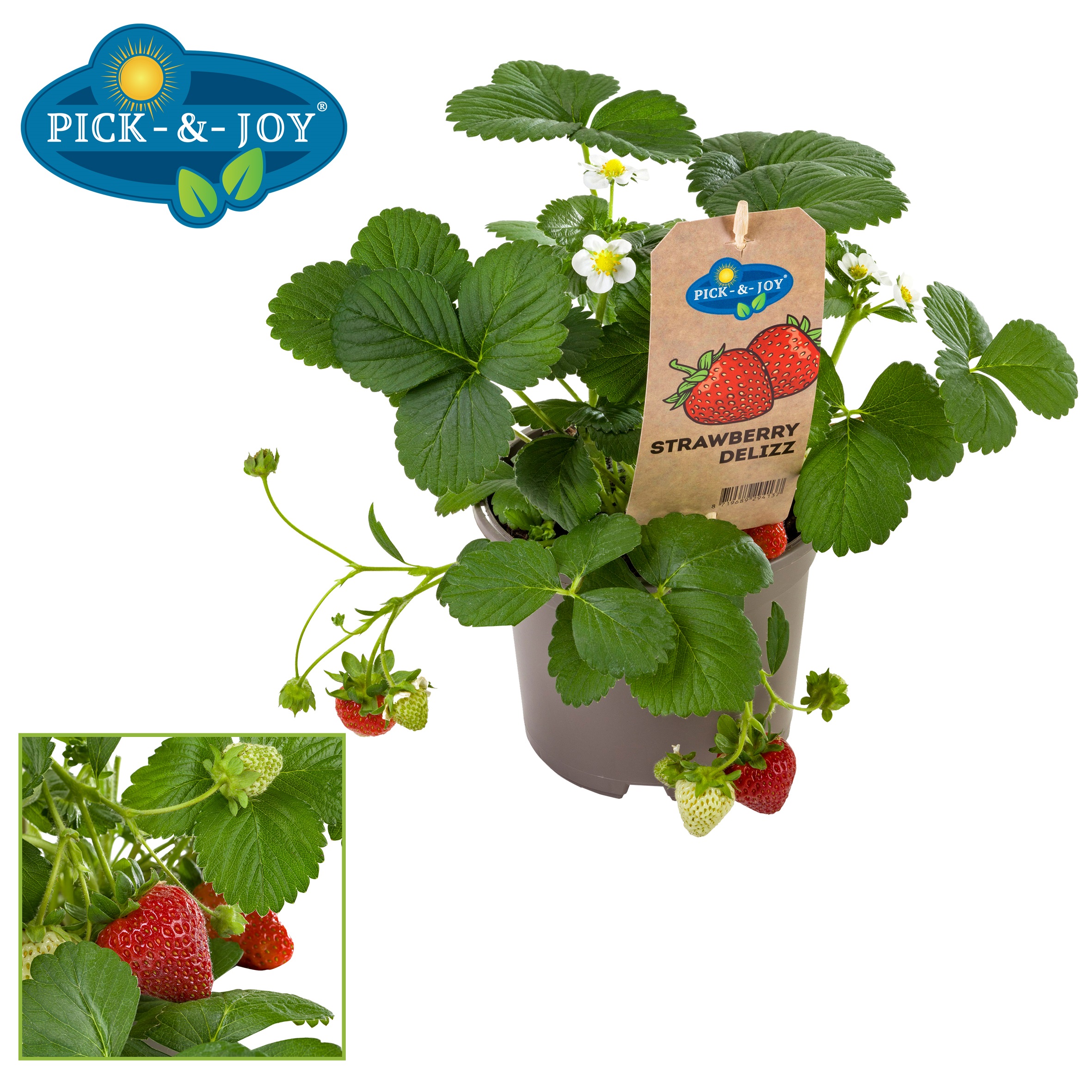 Strawberry Delizz - Vreugdenhil Young Plants