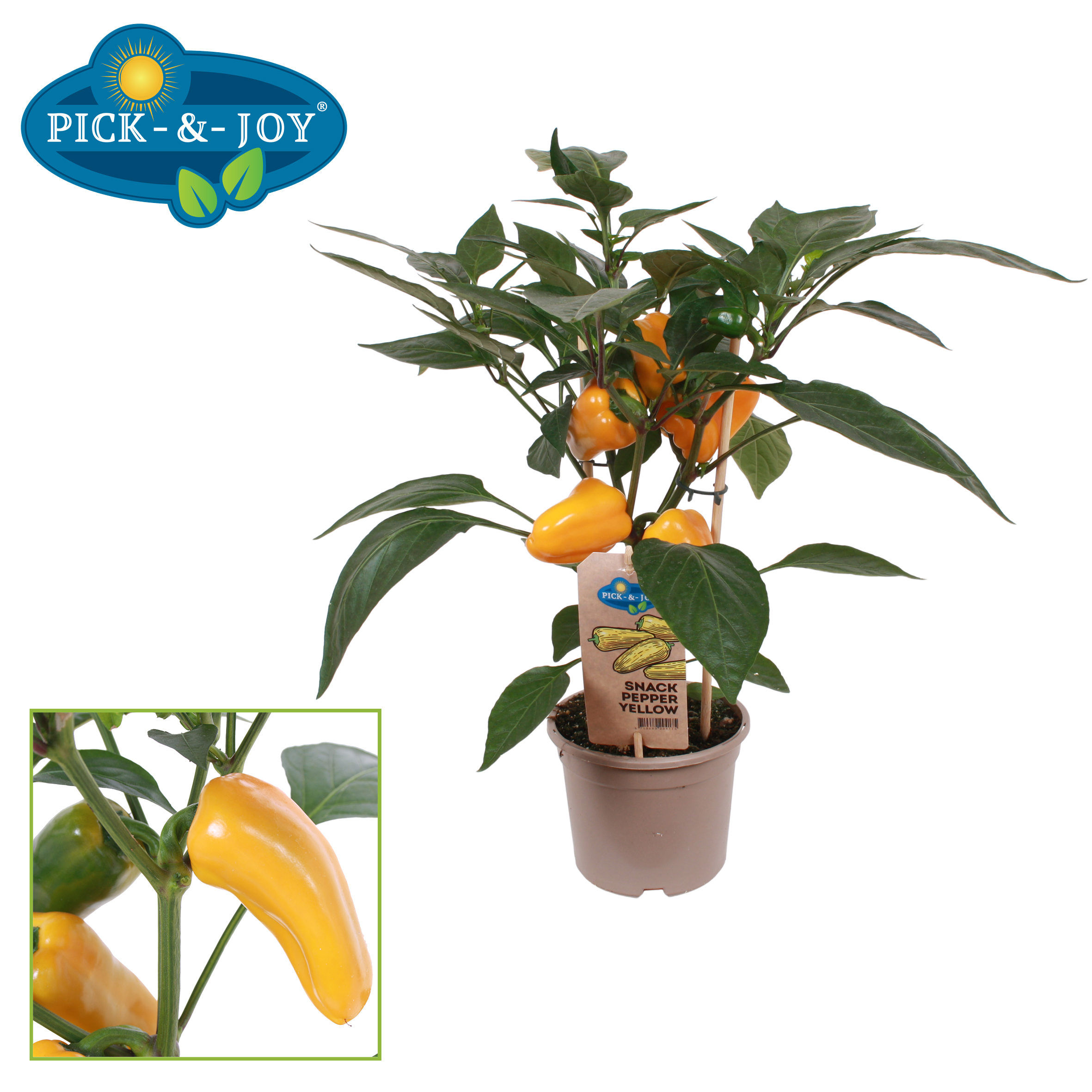 Snack Pepper Yellow - Vreugdenhil Young Plants