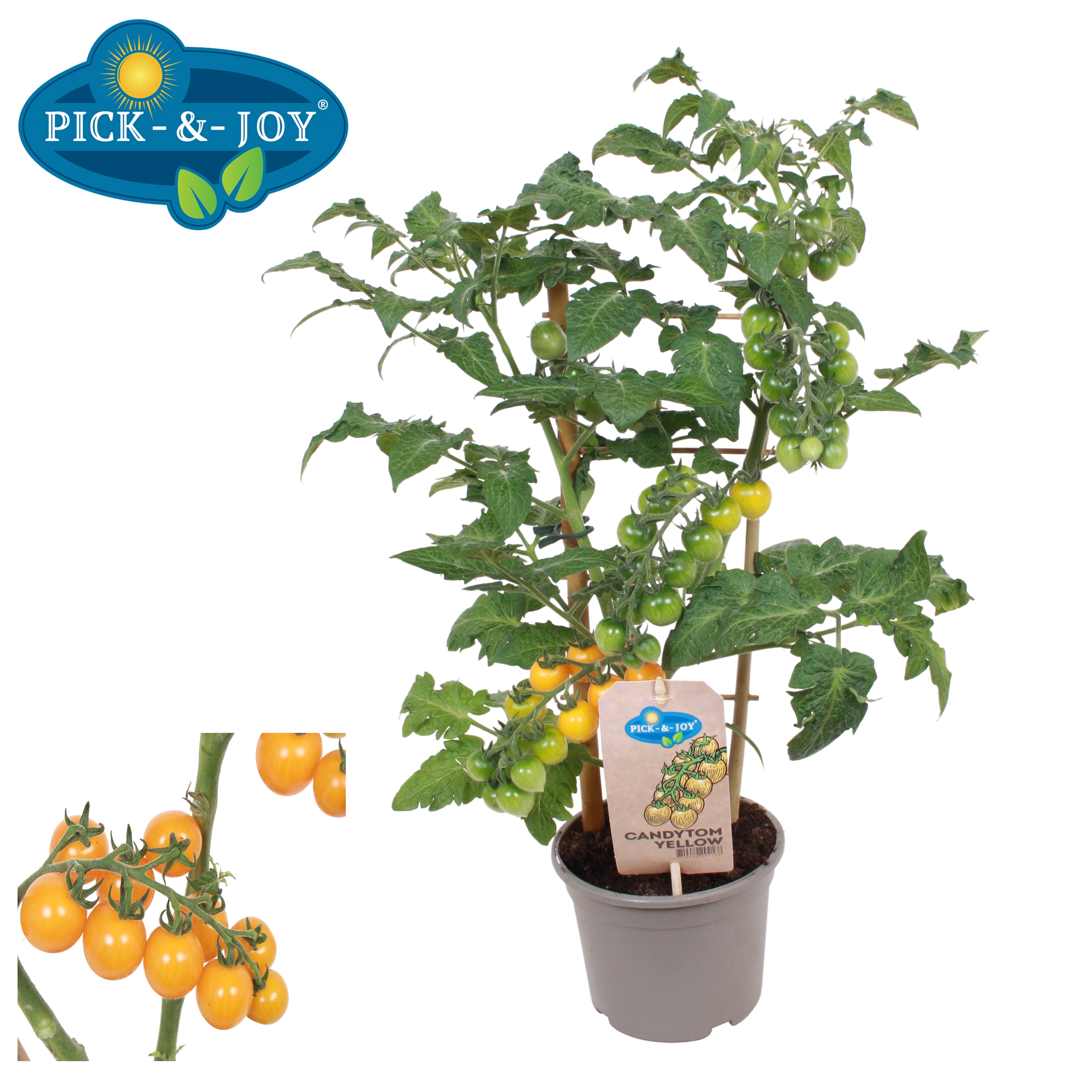 Candytom Yellow - Vreugdenhil Young Plants