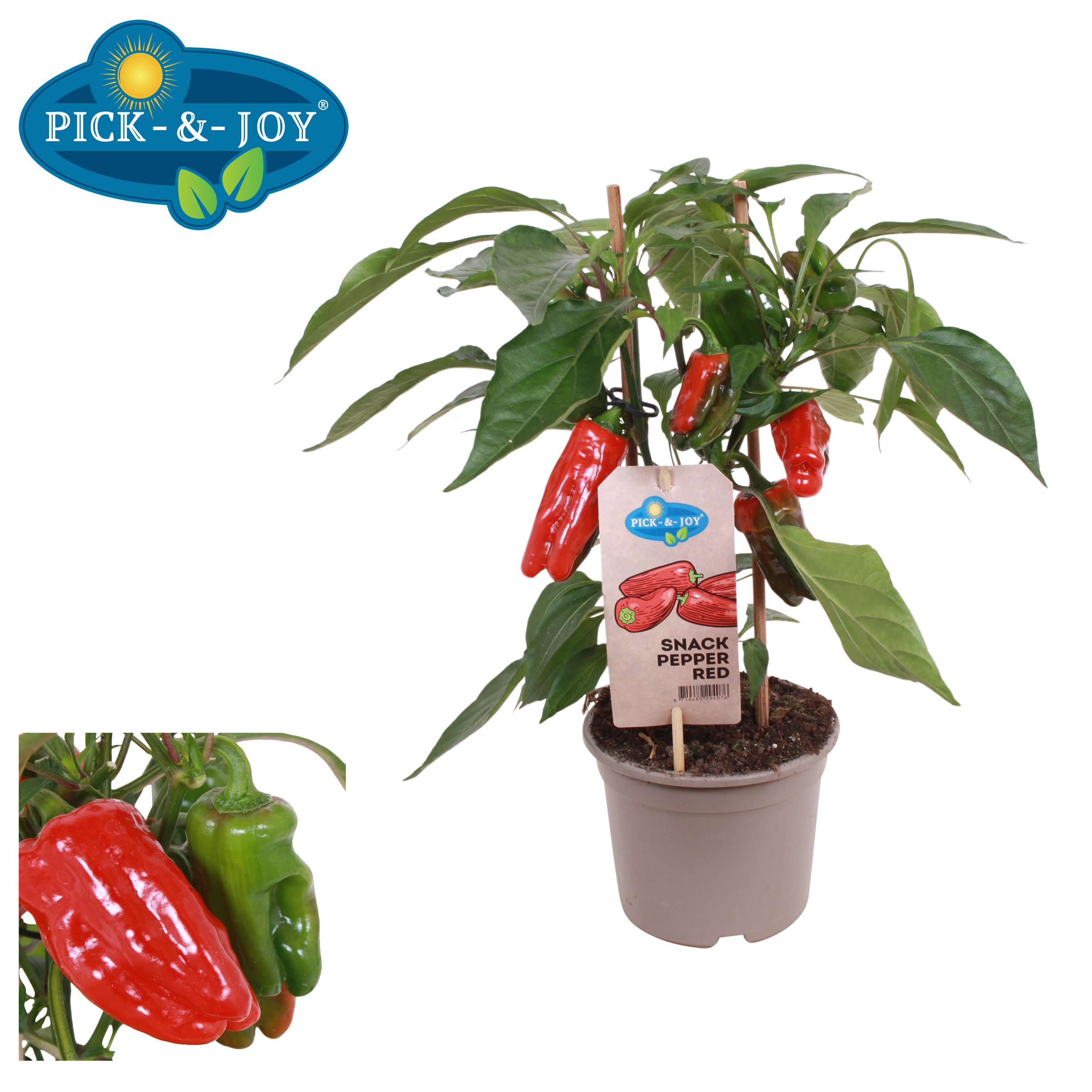 Snack Pepper Red - Vreugdenhil Young Plants