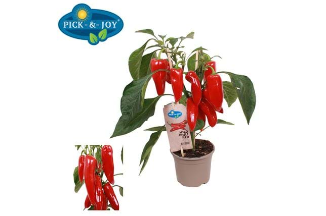 Mild Chili - Vreugdenhil Young Plants