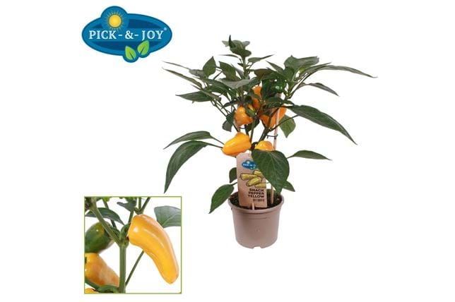 Snack Pepper Yellow - Vreugdenhil Young Plants